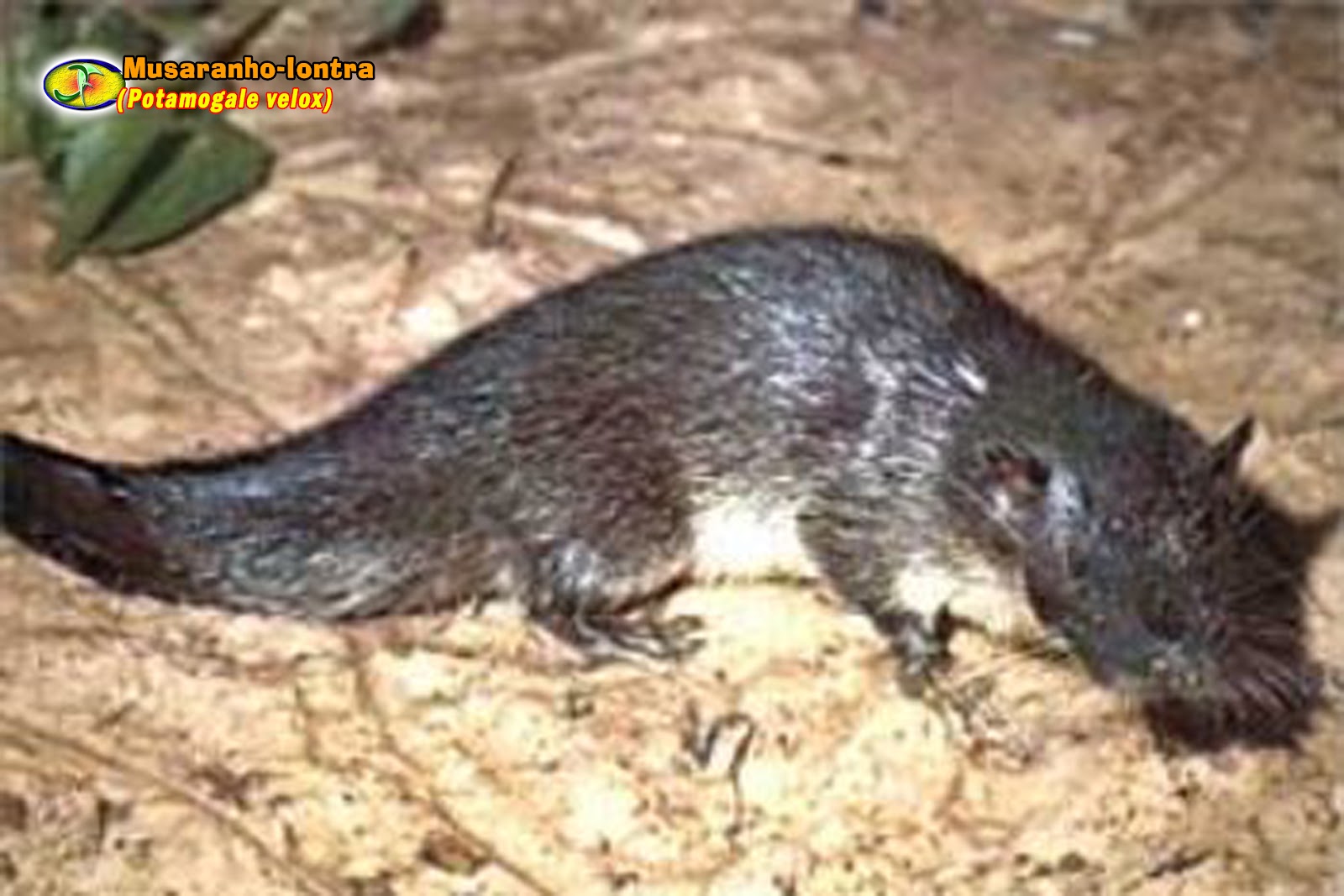 Mamíferos: Musaranho-lontra (Potamogale velox)