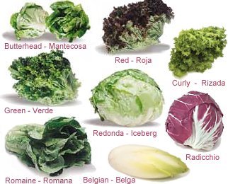 LAS LECHUGAS: Variedades