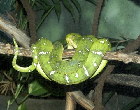 My Zoo: Emerald tree boa