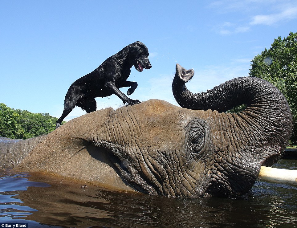 White Wolf : Orphaned elephant and labrador play in the water (Video)