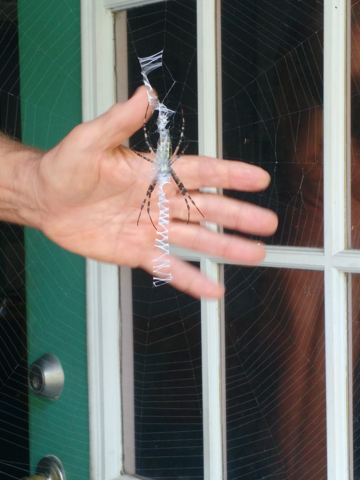 Simply Living: Can't get out! Spiderweb has us trapped!