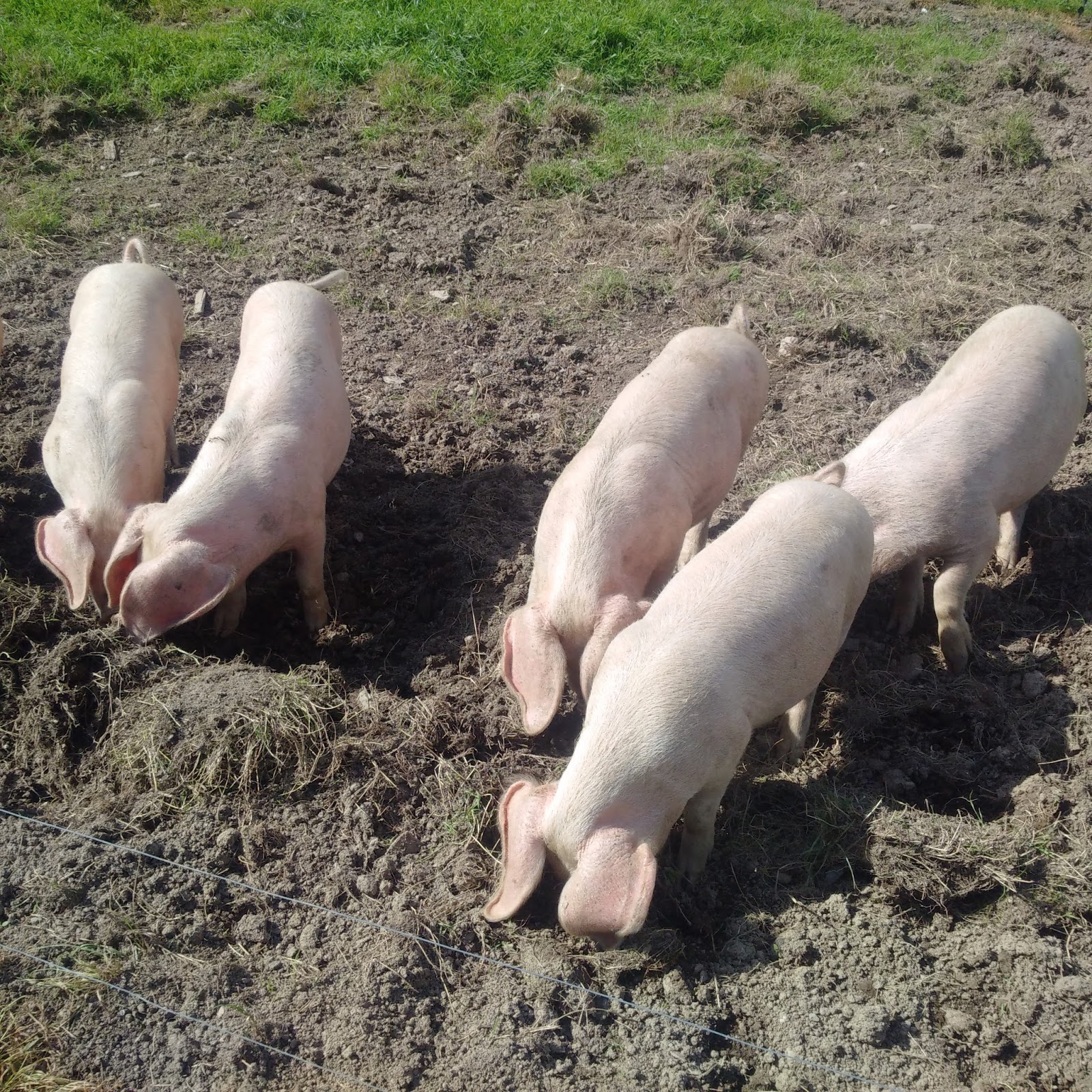 Musings from Higher Downgate and Elsewhere: Pigs 2016: Part 2 - Oink ...