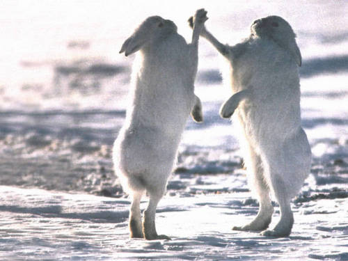 Chubby arctic bunnies : aww