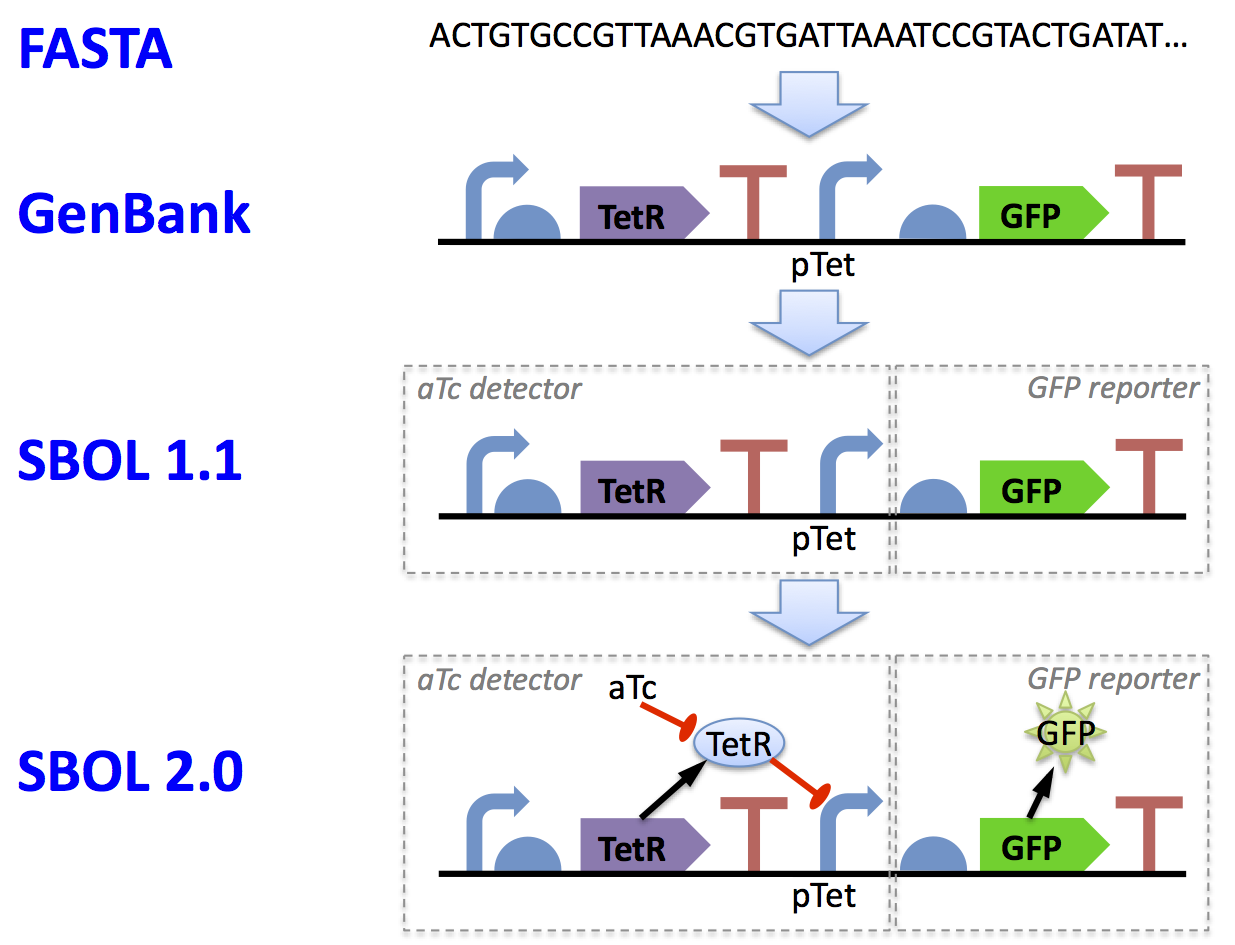 Jake Beal's Next Step: SBOL 2.0, governance, and Jake's self-perception