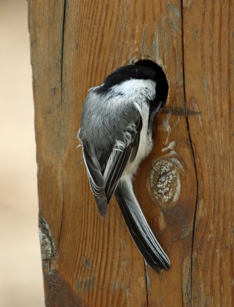Ohio Birds and Biodiversity: Chickadees nest in drinking fountain