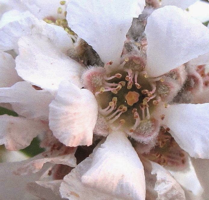 Esperance Wildflowers: Agonis baxteri