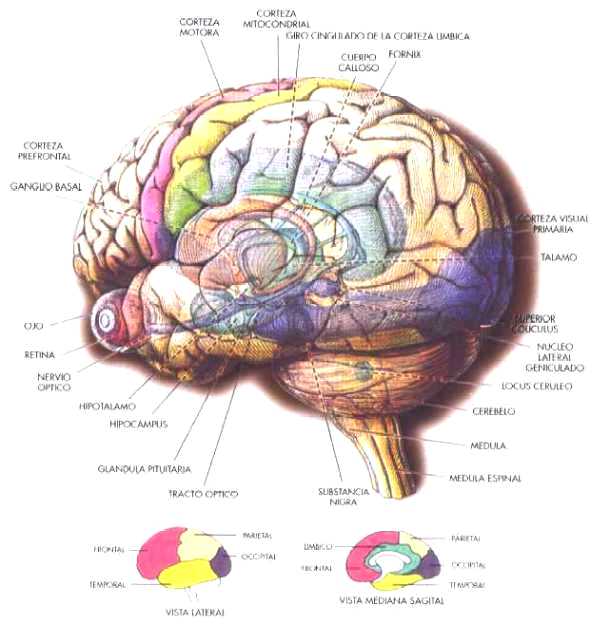 **The Street Four Teens**: Encefalo!!