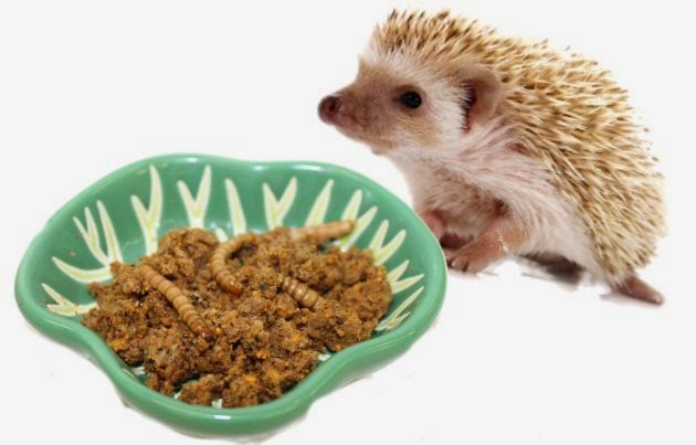 hedgehog diet