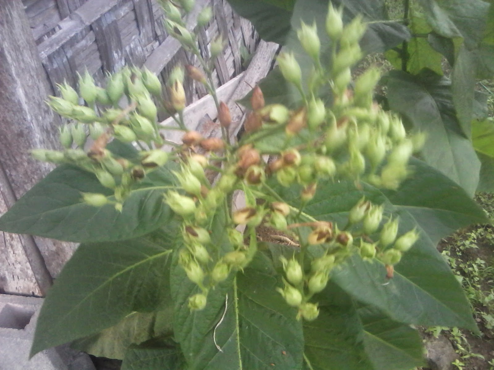 Bunga Tanaman Tembakau | Directory Tanaman | Nama Dan Gambar