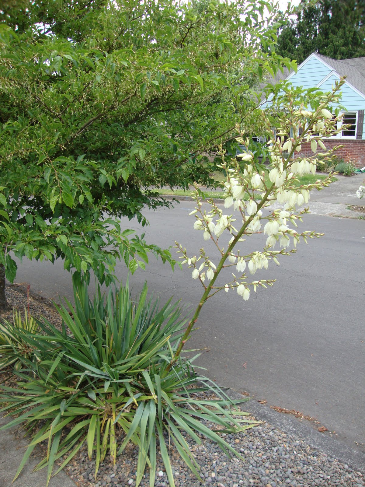 danger garden: Learn from my mistakes, #1