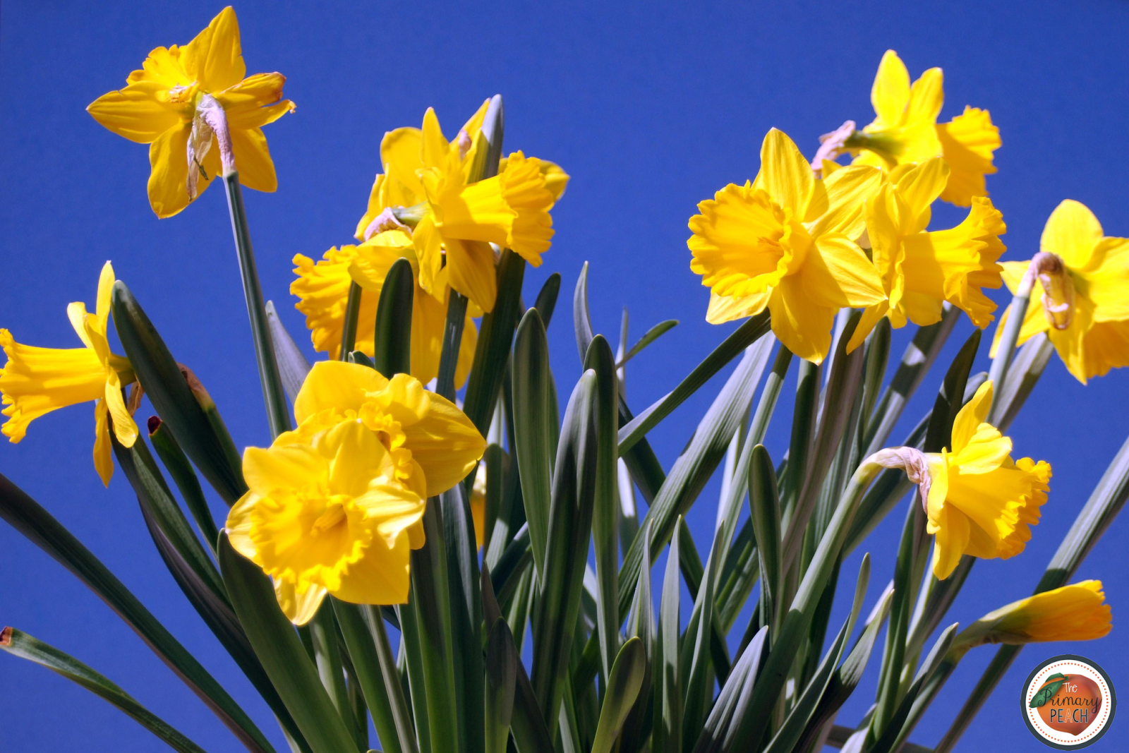 The Primary Peach: A Teaching Pot of Gold: Daffodils