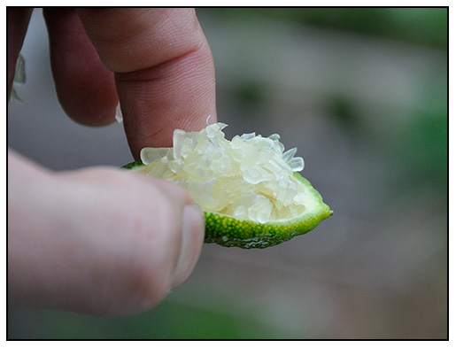 The 'Pop Rocks' of Citrus- Australian Finger Limes - NASIOC