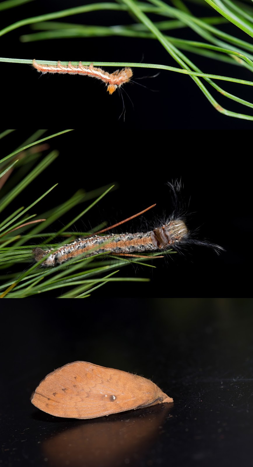 Caterpillars in Taiwan: Dendrolimus punctatus (Walker, 1855) 馬尾松枯葉蛾