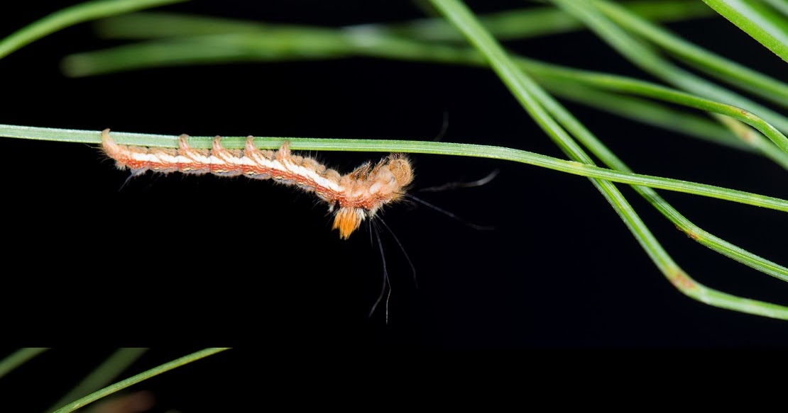Caterpillars in Taiwan: Dendrolimus punctatus (Walker, 1855) 馬尾松枯葉蛾