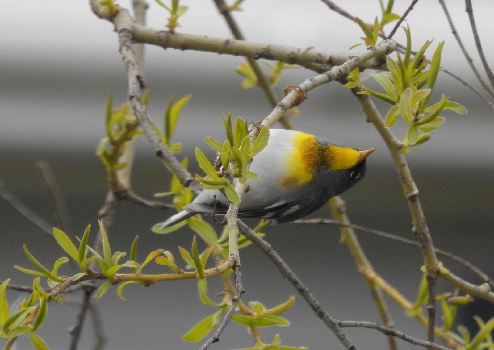 Bev's Nature Blog: Northern Parula