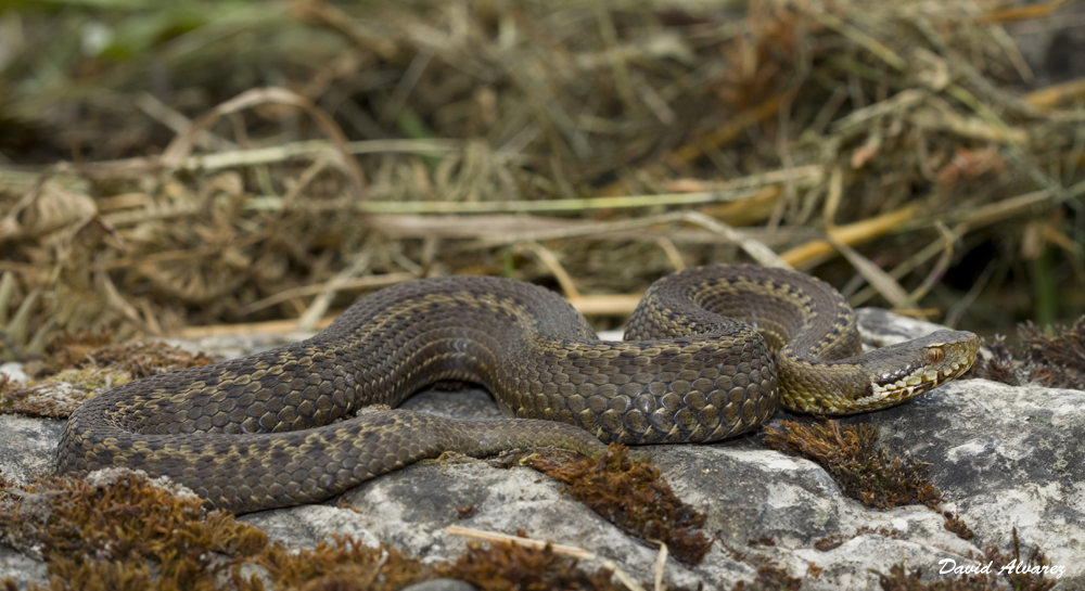 Naturaleza Cantábrica: Tarde de víboras