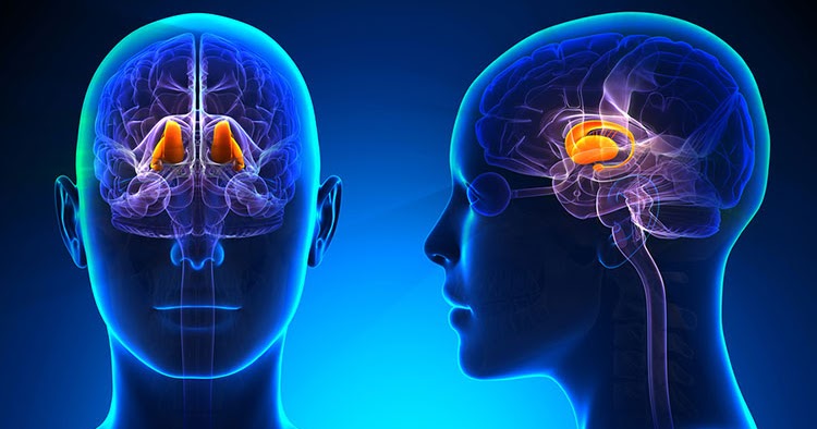 Diencefalul ~ Admitere Facultatea de Medicina & Farmacie