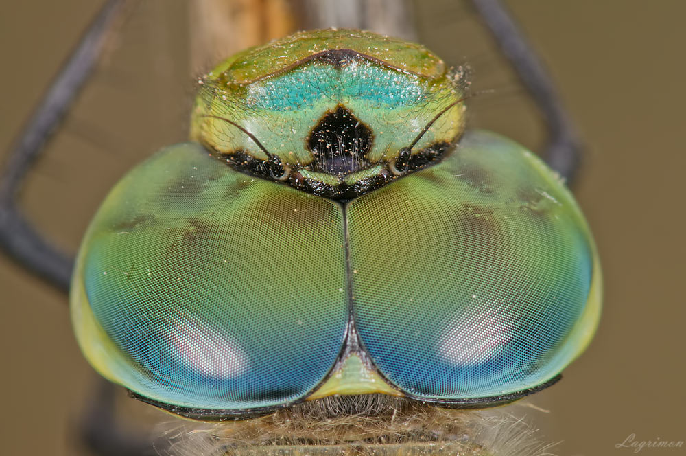 MACREANDO: enero 2013