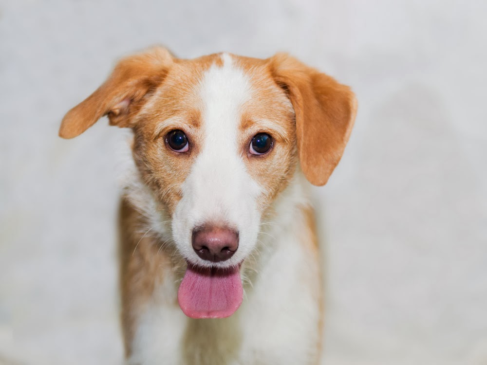 Winston - Portuguese Podengo Mix