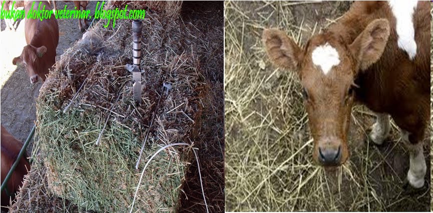 bukan doktor veterinar: FODER, HAY , SILAJ ,SILAWRAP & HAYLAJ