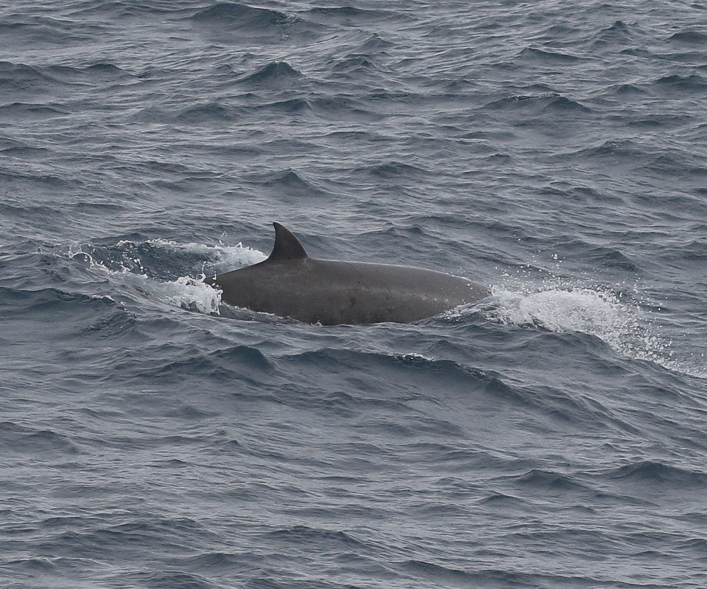 Birding Poole Harbour & Beyond: 8 Apr 18 - Atlantic Odyssey - Day ...