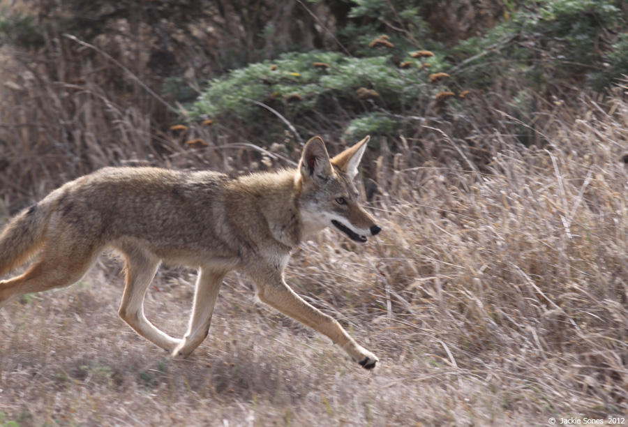 The Natural History of Bodega Head: Pounce!
