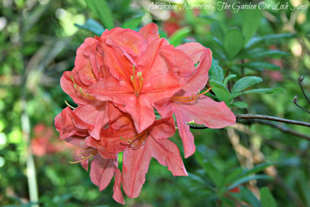 Abriachan Nurseries - The Garden On Loch Ness: Azaleas - A memory of colour