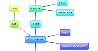 OUR ENGLISH BLOG: DIGESTIVE SYSTEM MIND MAP