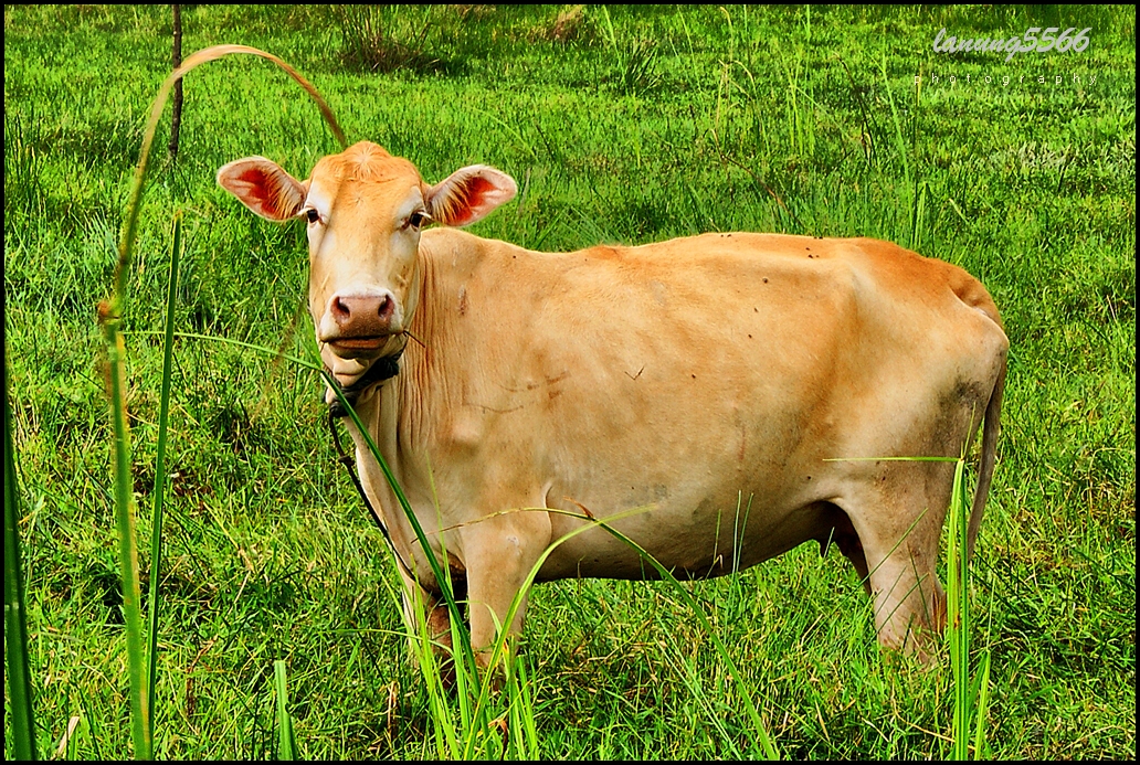 Binatang ternakan | ....InsanMukminDotBlogspotDotCom....