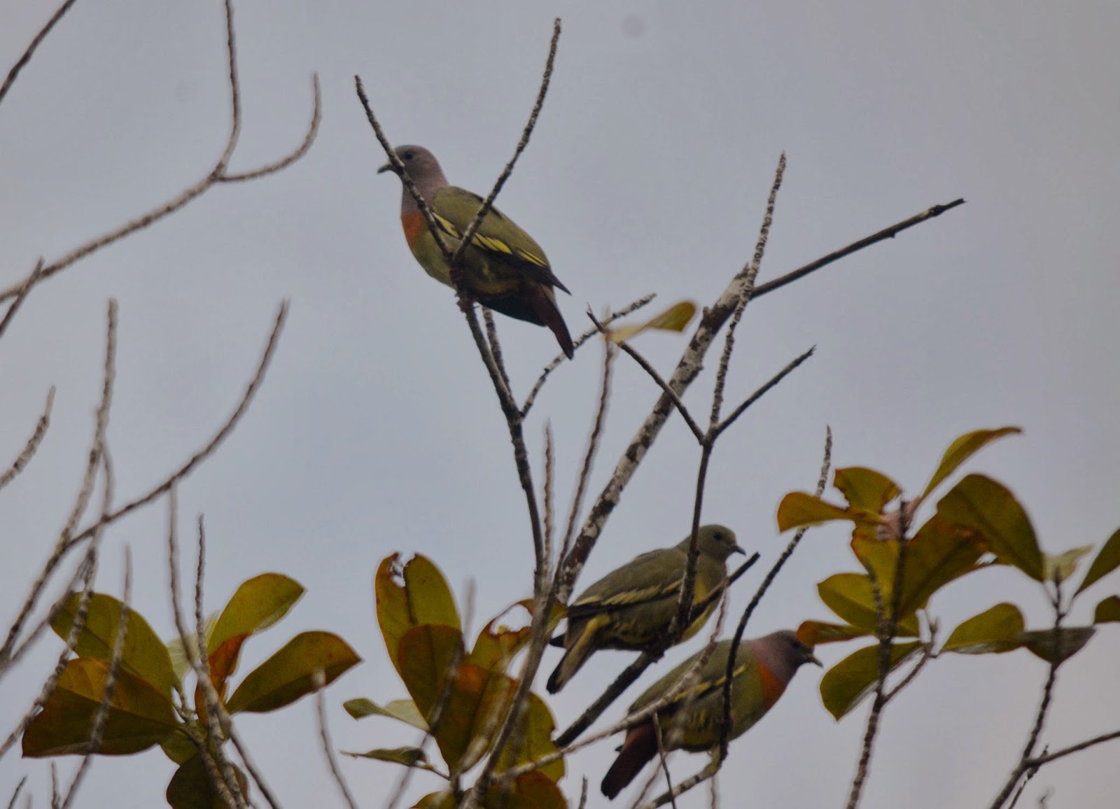 The Kambatik Park, Bintulu.: Small flock of punai birds