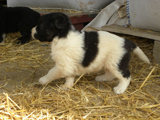 Global Defensa Gossos: 5 BEBÉS EN ADOPCIÓN ( ADOPTADOS!!!!)