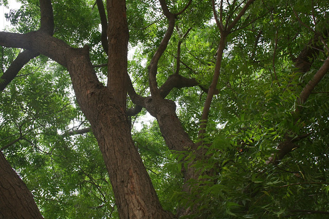 ALMOST EXACTLY: TREE OF GODS