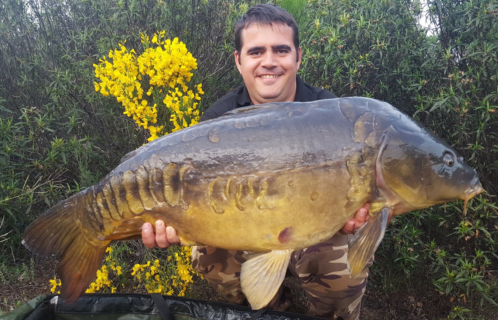 Carpandbas: VARIEDADES DE CARPAS EN ESPAÑA