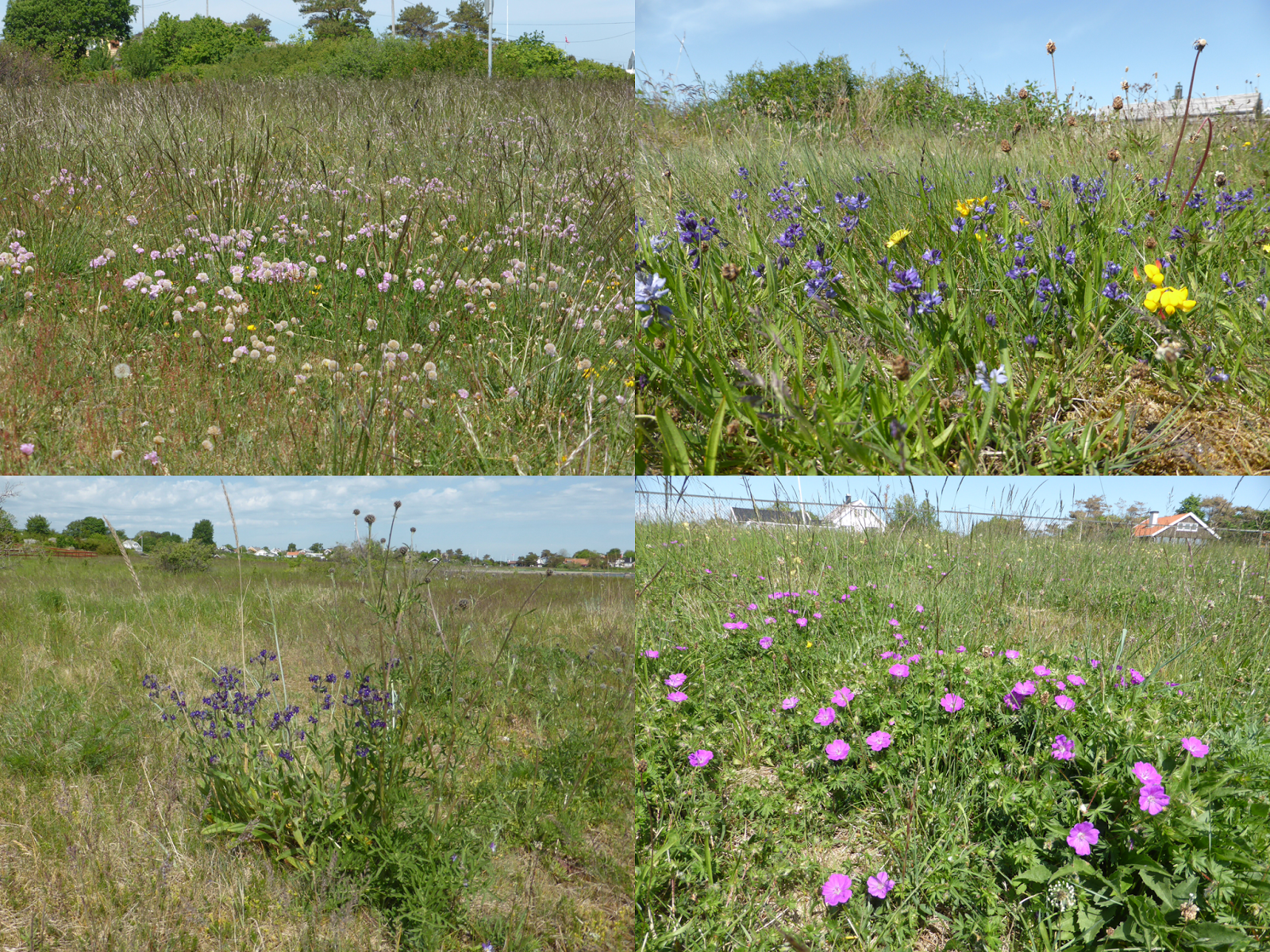 Skjærgårdsidyll - også for de med klorofyll!