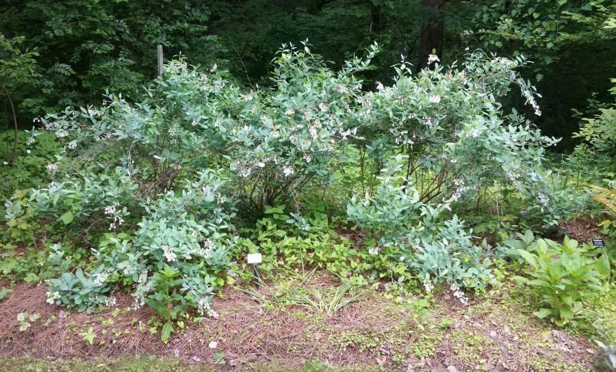 Future Plants by Randy Stewart: Dusty Zenobia