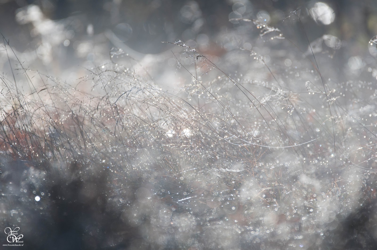 Kom Achterom: Genieten van een bijzondere dag met dauw midden op de dag