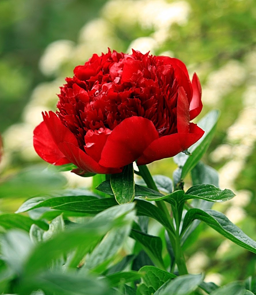 Sfaturi pentru o viata sanatoasa !!: Bujorul - floare de leac