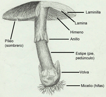 Biologia y Anatomia