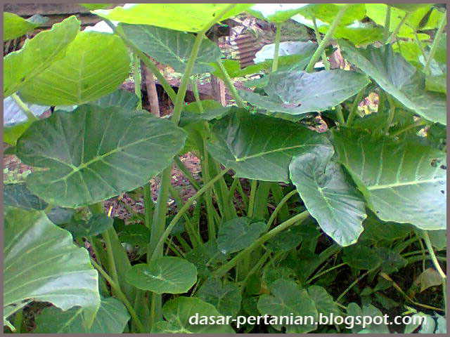 Panduan Budidaya Talas Yang Baik dan Benar - Rumah Petani