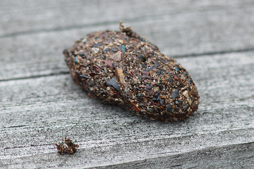 The Rambling Wren: Of Turtles and Warblers
