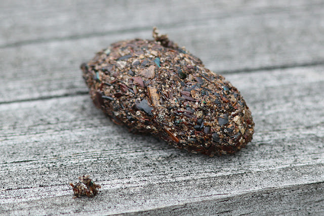 The Rambling Wren: Of Turtles and Warblers