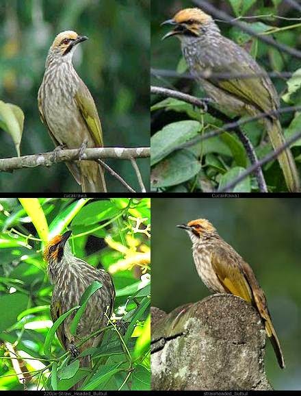 Burung Berkicau: Cucak Rowo Asli