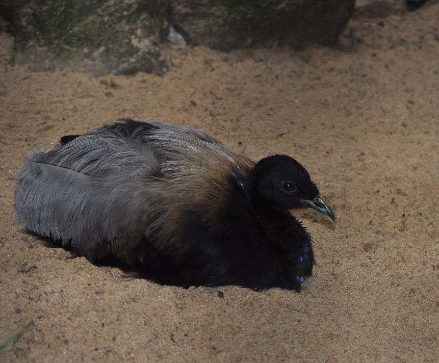 ZOOTOGRAFIANDO (6.100 ANIMALS): TROMPETERO DE ALAS GRISES / GREY-WINGED ...