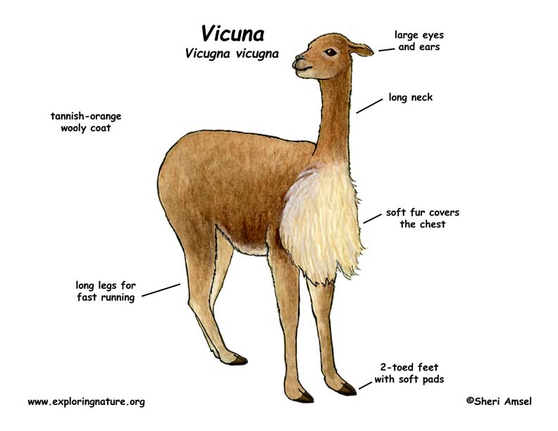 La vicuña del Perú, la lana más fina del mundo: Das Vikunja, Nahaufnahmen