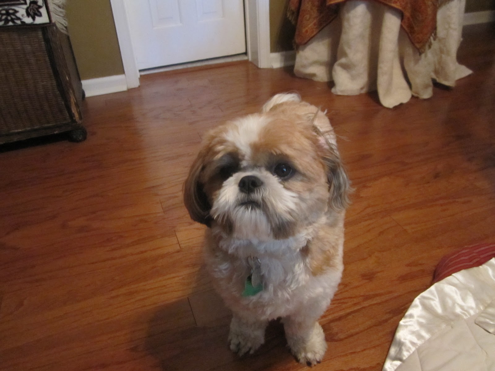 The Life and Times of Chewy the Shih Tzu: Am I getting fat?