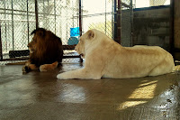 In-Sync Exotics' Cat Tales: Love at First Sight!