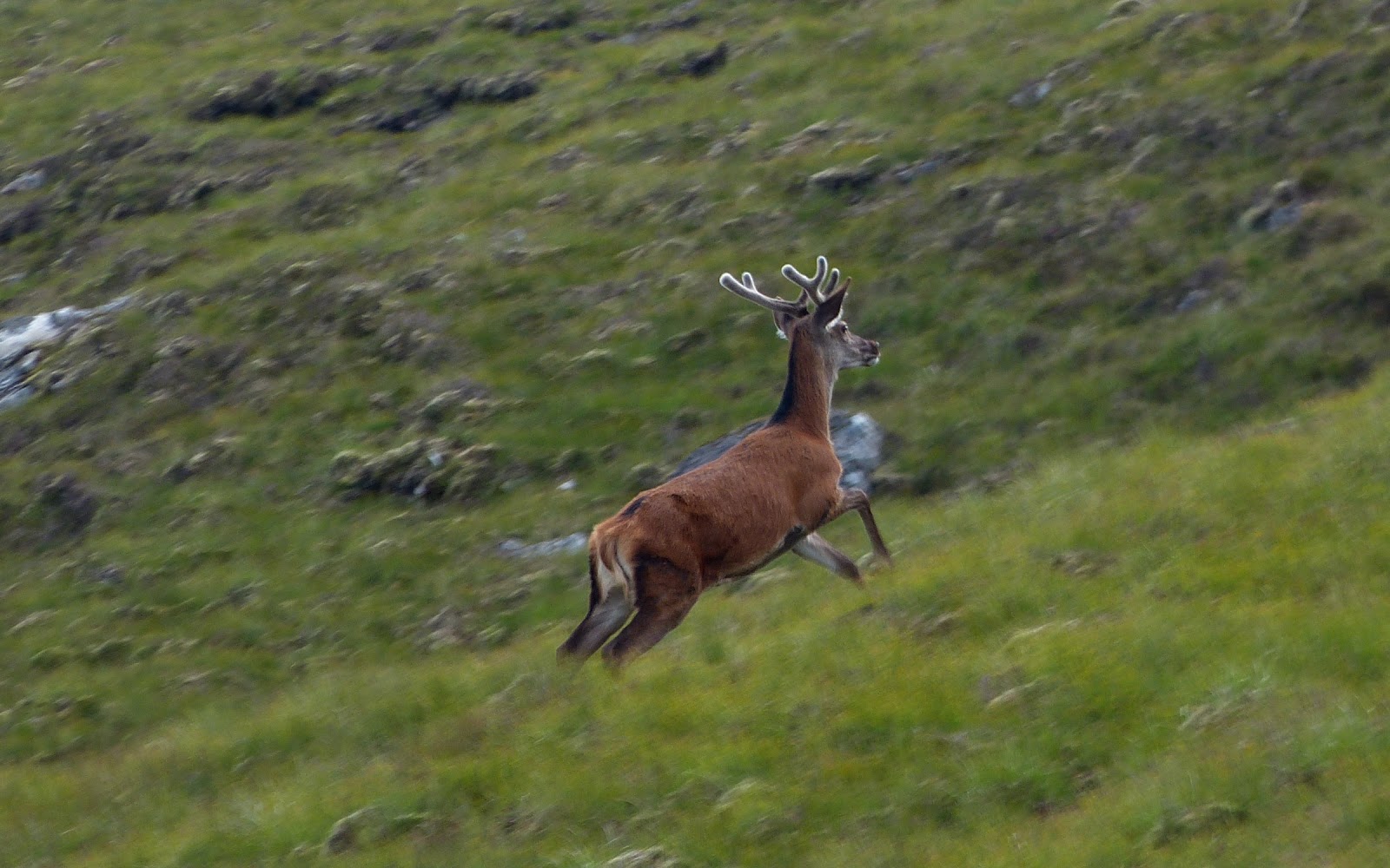 A Kilchoan Diary: Red Deer Stags