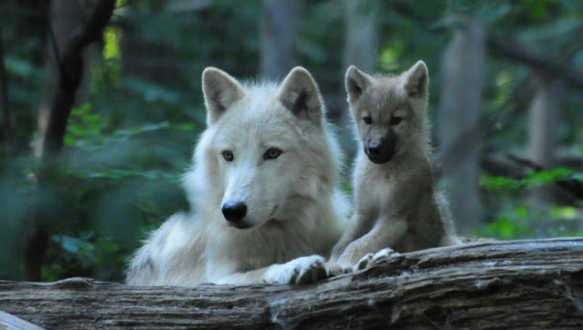 White Wolf : Stunning Images Showcase the Cuteness of Fluffy Arctic ...