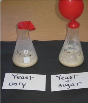 kayla's blog: yeast experiment