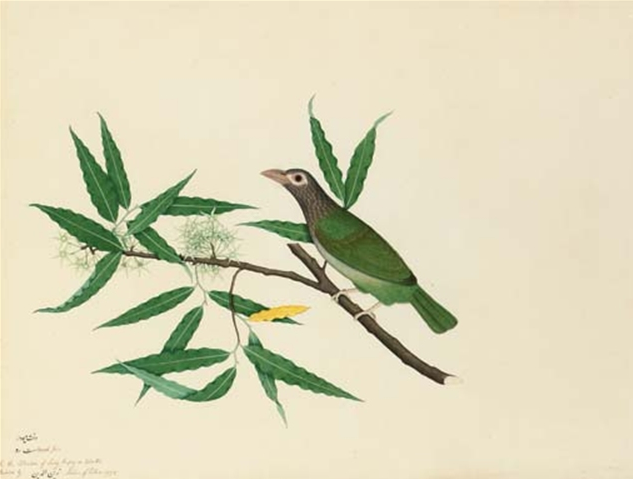 Salix Babylonica #1.The Bird